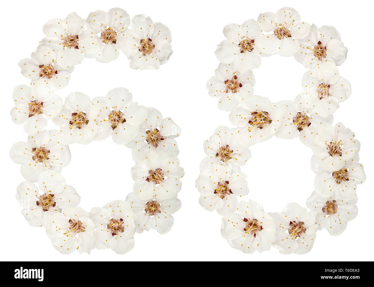 Numeral 68, sixty eight, from natural white flowers of apricot tree ...
