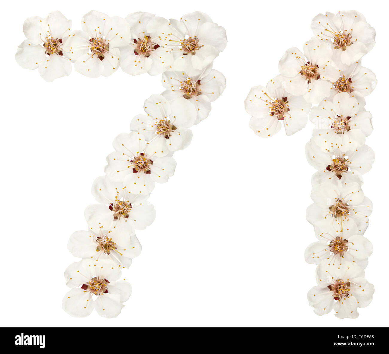 Numeral 71, seventy one, from natural white flowers of apricot tree ...