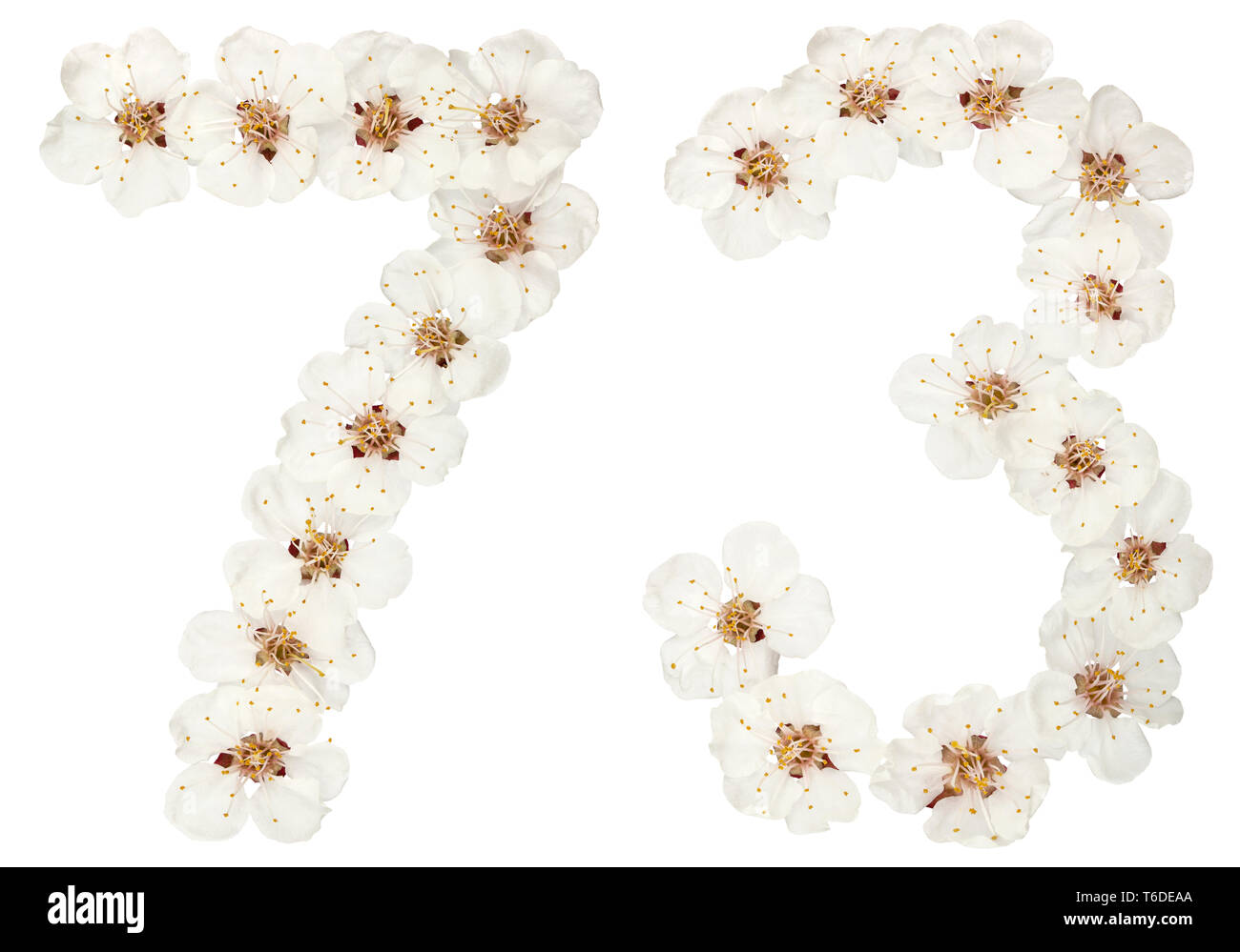 Numeral 73, seventy three, from natural white flowers of apricot tree ...