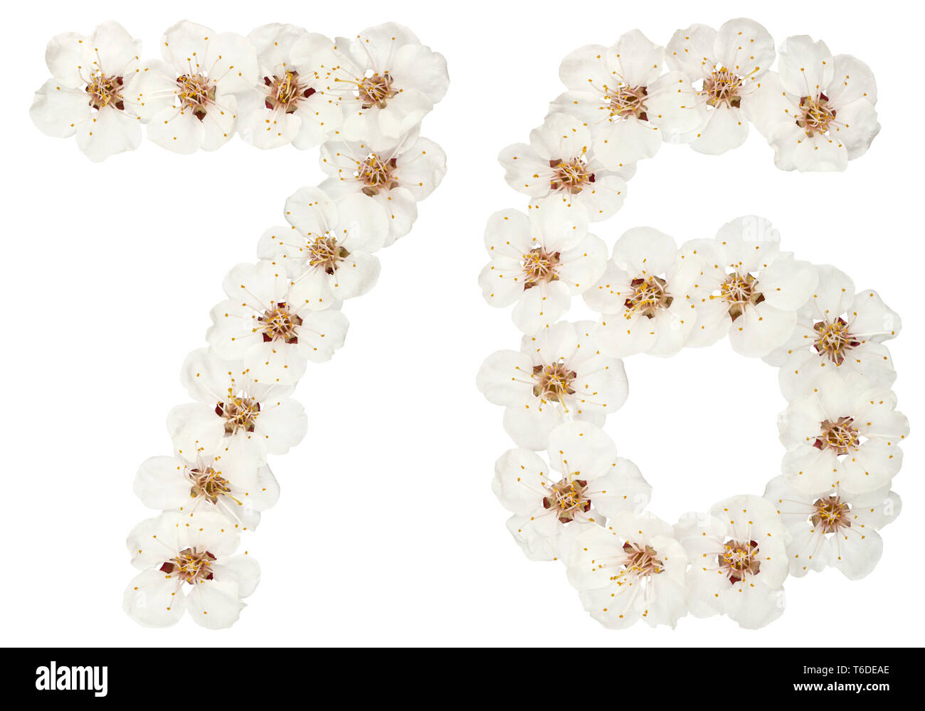 Numeral 76, seventy six, from natural white flowers of apricot tree ...