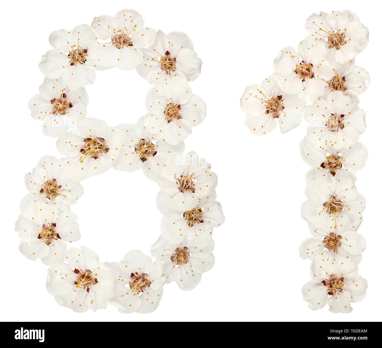 Numeral 81, eighty one, from natural white flowers of apricot tree ...