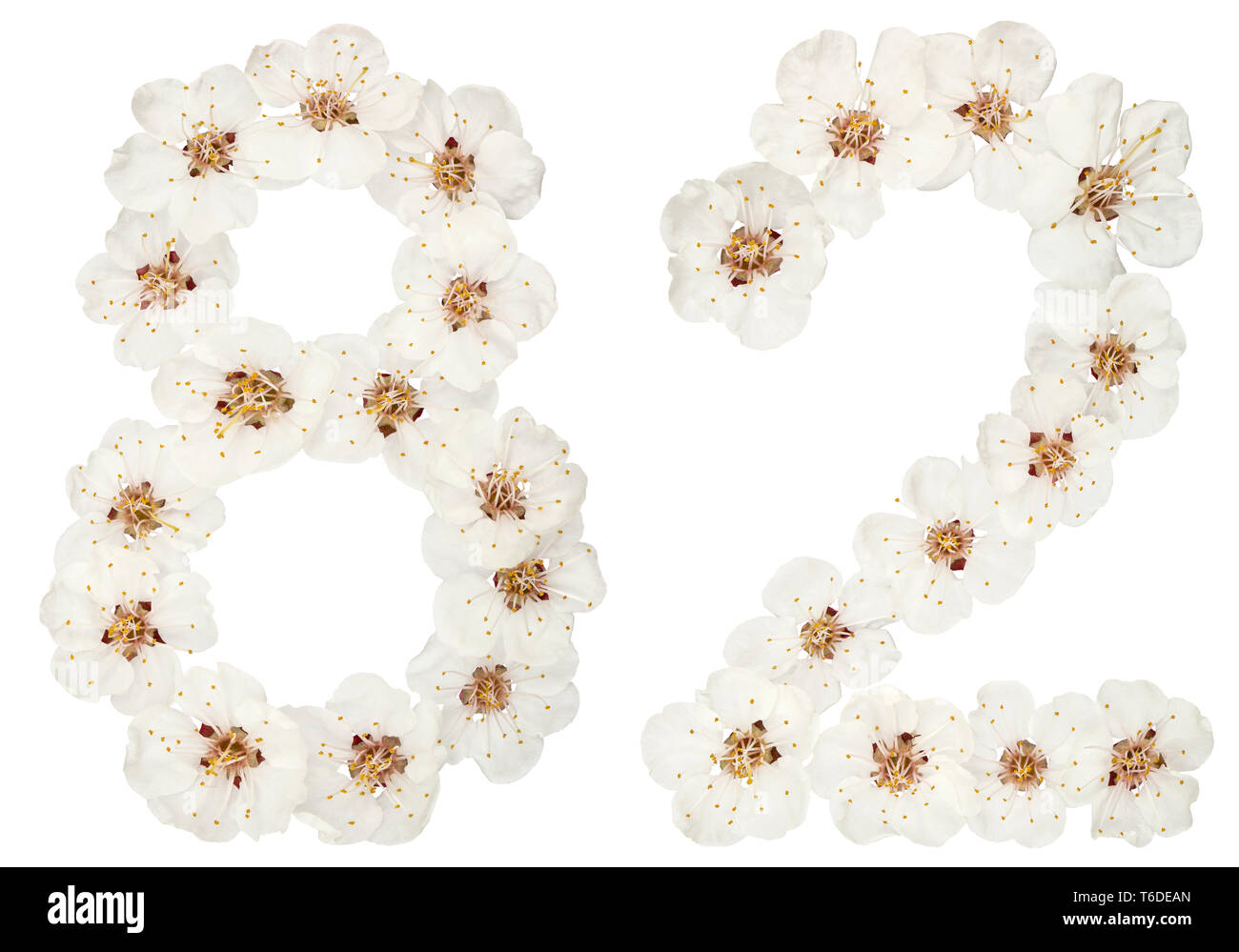 Numeral 82, eighty two, from natural white flowers of apricot tree ...