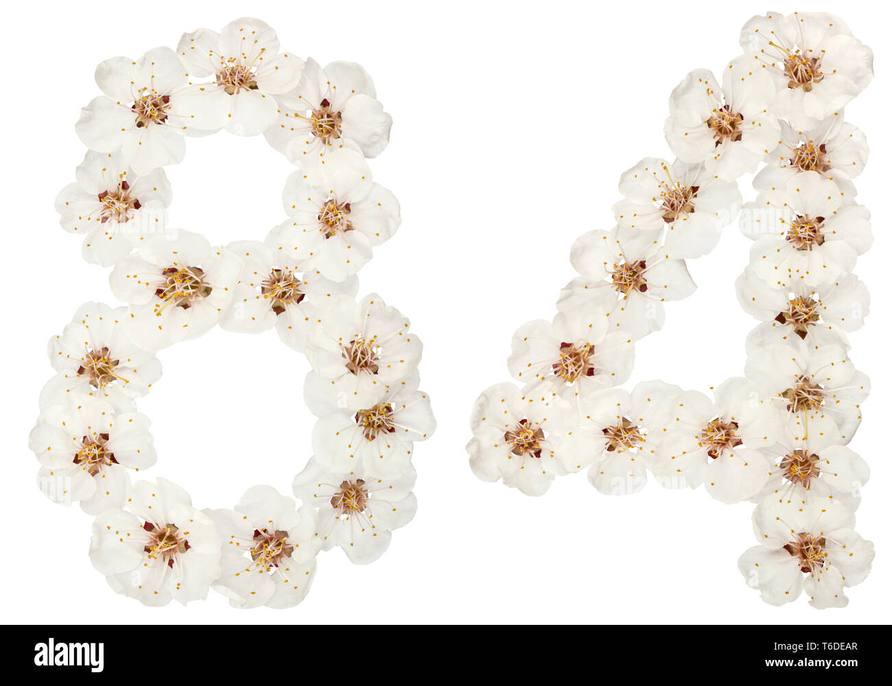 Numeral 84, eighty four, from natural white flowers of apricot tree ...
