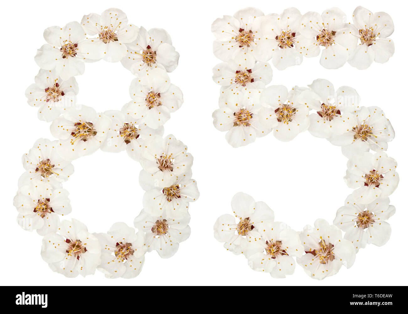 Numeral 85, eighty five, from natural white flowers of apricot tree ...
