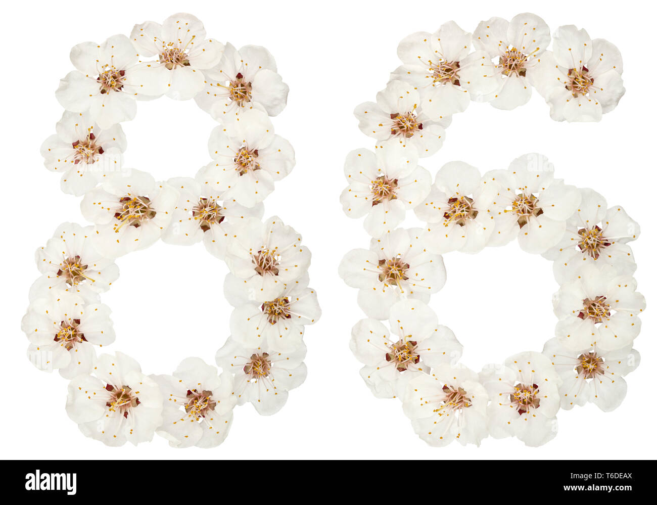 Numeral 86, eighty six, from natural white flowers of apricot tree ...