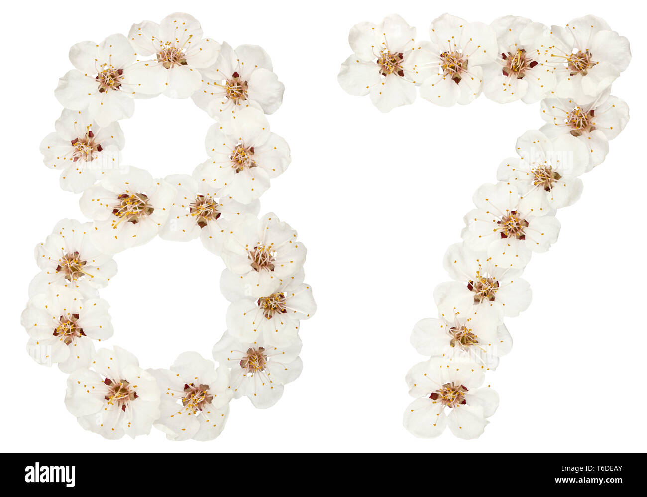 Numeral 87, eighty seven, from natural white flowers of apricot tree ...