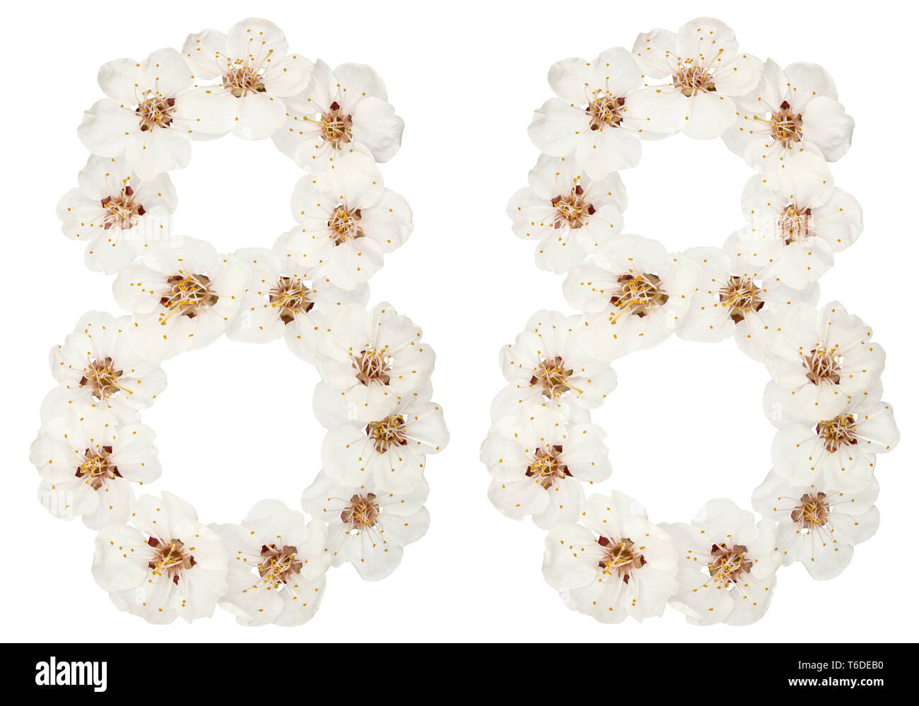 Numeral 88, eighty eight, from natural white flowers of apricot tree ...