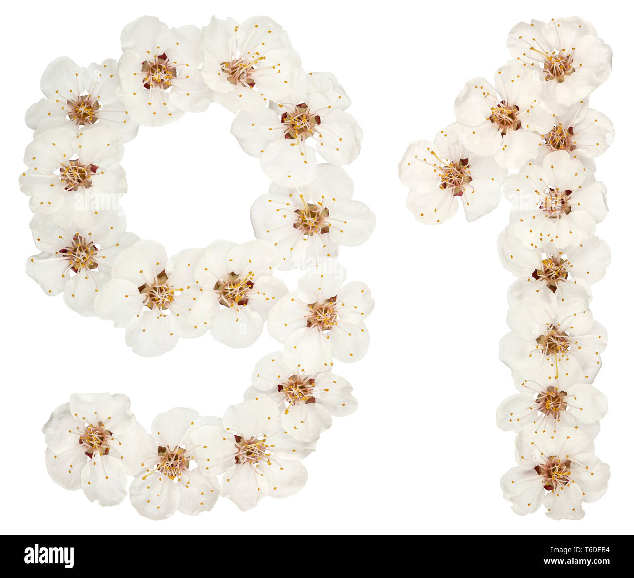 Numeral 91, ninety one, from natural white flowers of apricot tree, isolated on white background ...