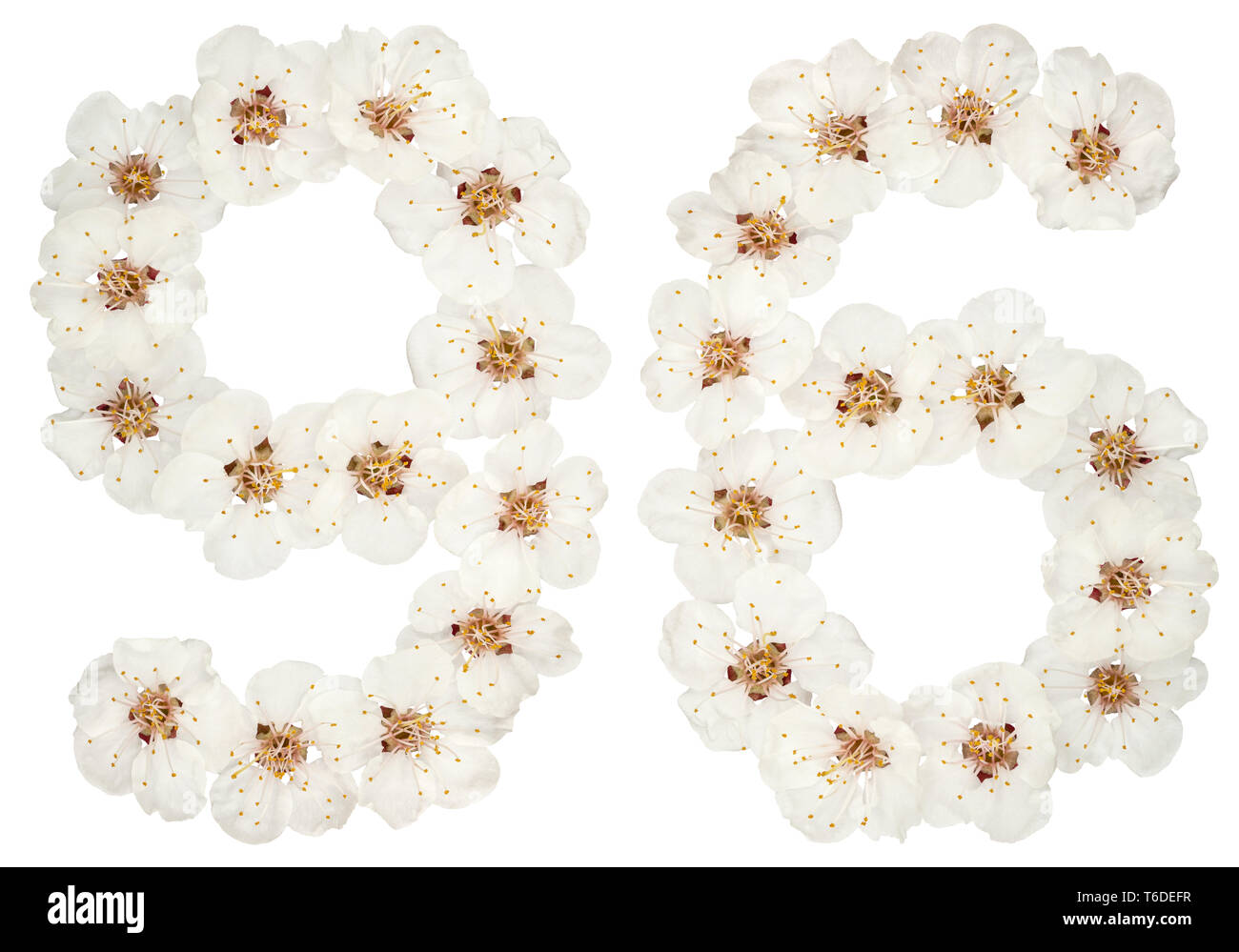 Numeral 96, ninety six, from natural white flowers of apricot tree ...