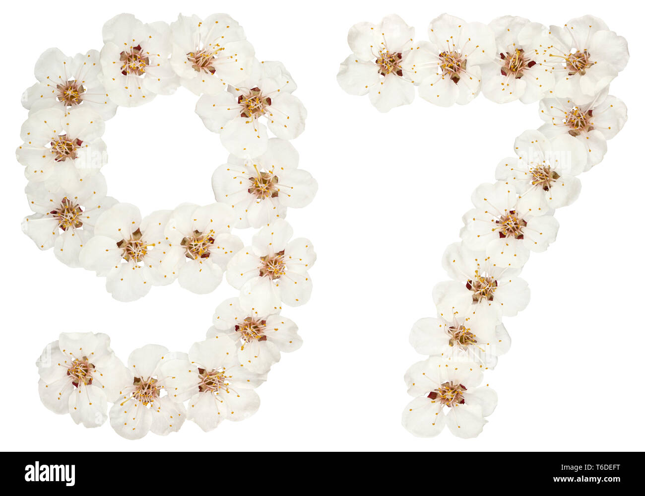 Numeral 97, ninety seven, from natural white flowers of apricot tree ...