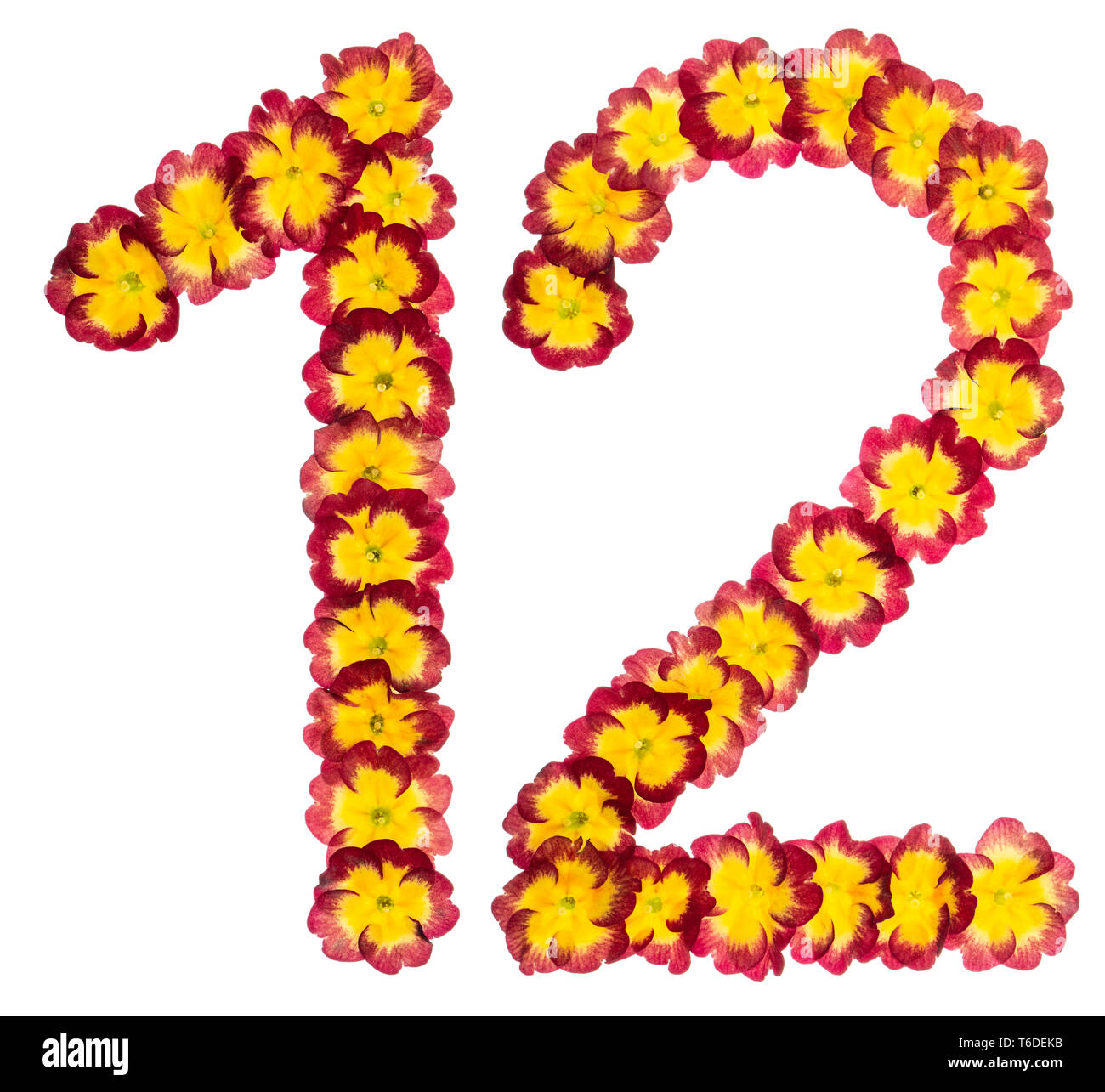 Numeral 12, twelve, from natural flowers of primula, isolated on white ...
