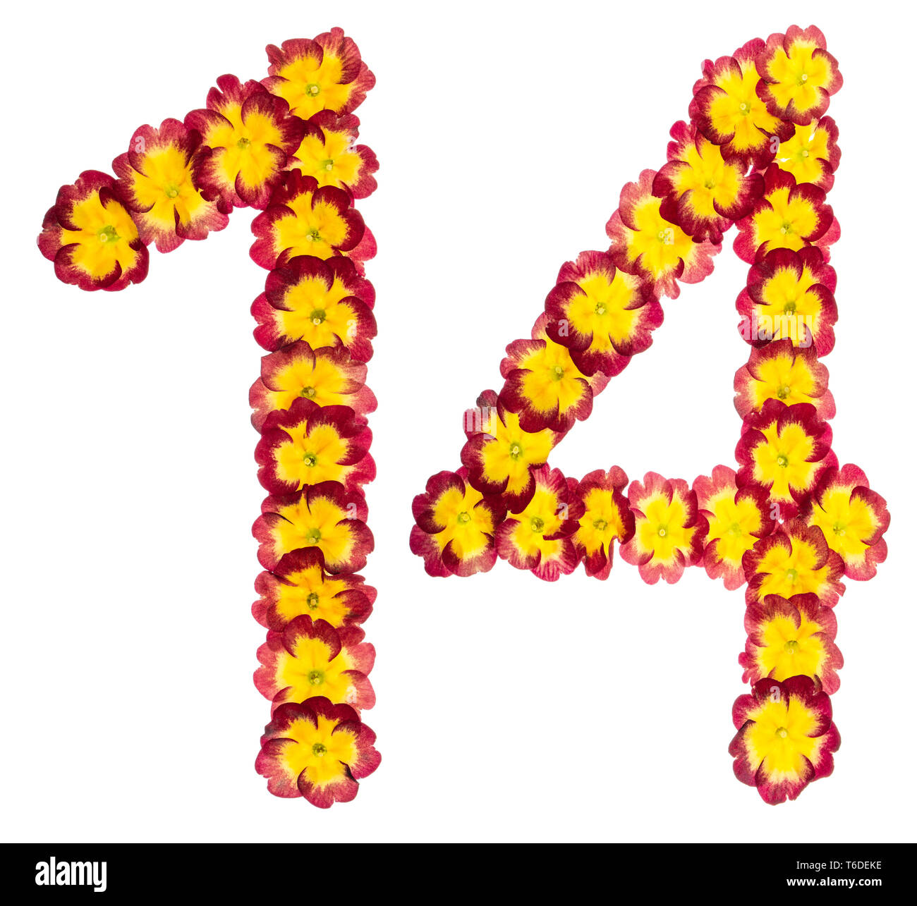Numeral 14, fourteen, from natural flowers of primula, isolated on ...