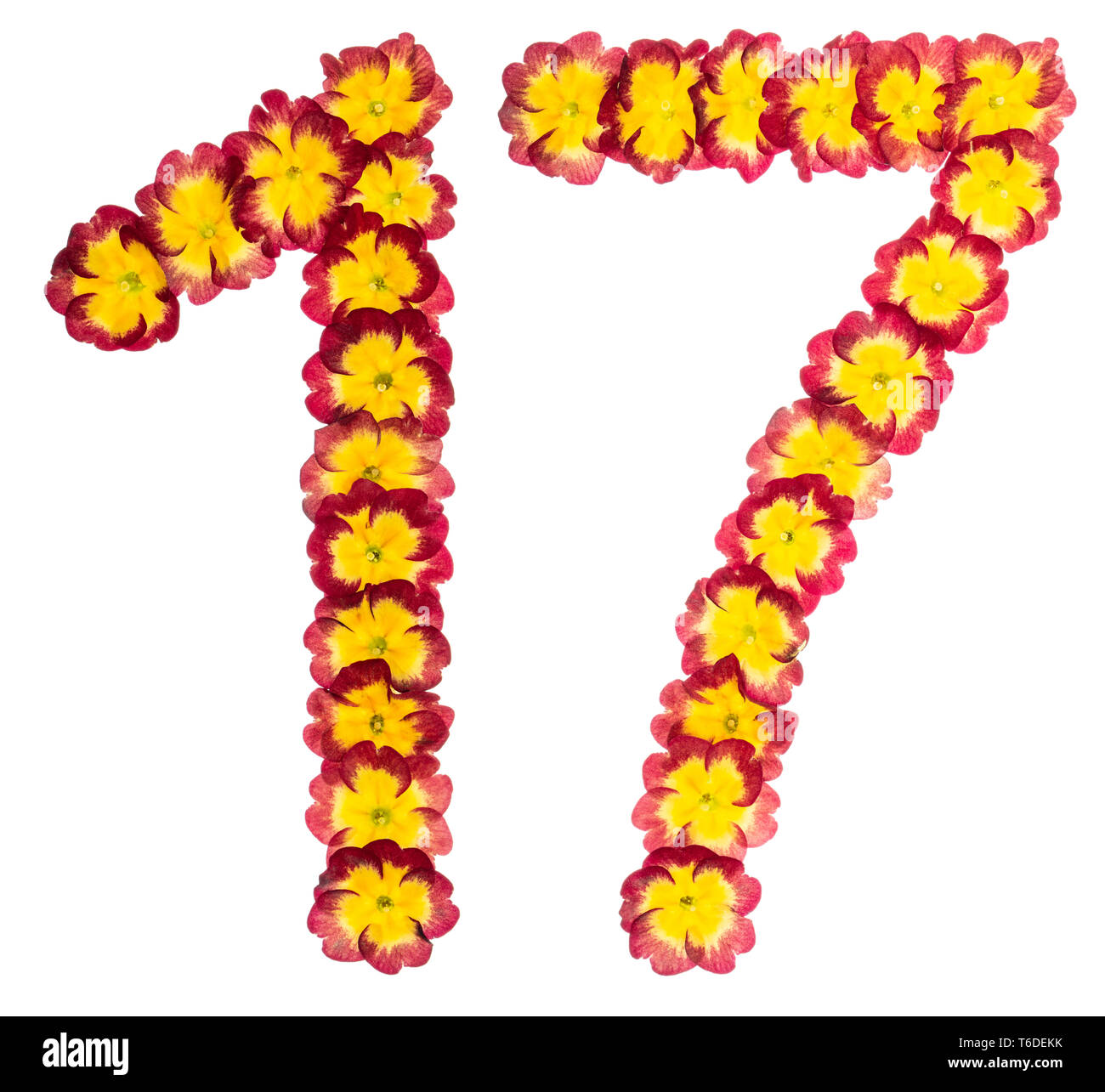 Numeral 17, seventeen, from natural flowers of primula, isolated on ...