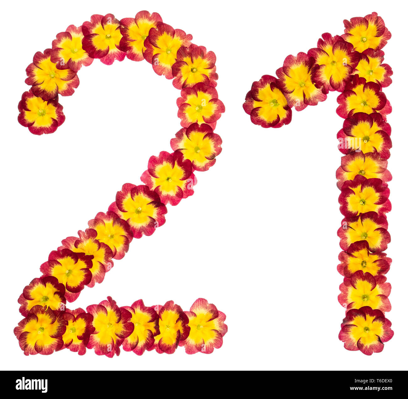 Numeral 21, twenty one, from natural flowers of primula, isolated on ...