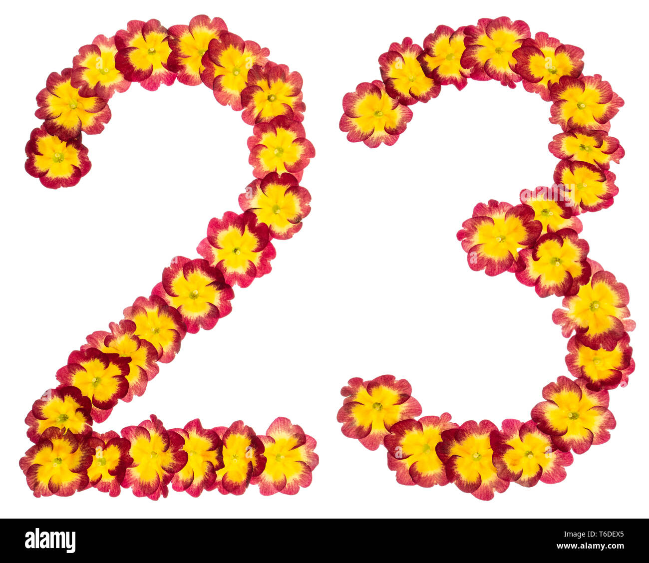 Numeral 23, twenty three, from natural flowers of primula, isolated on ...