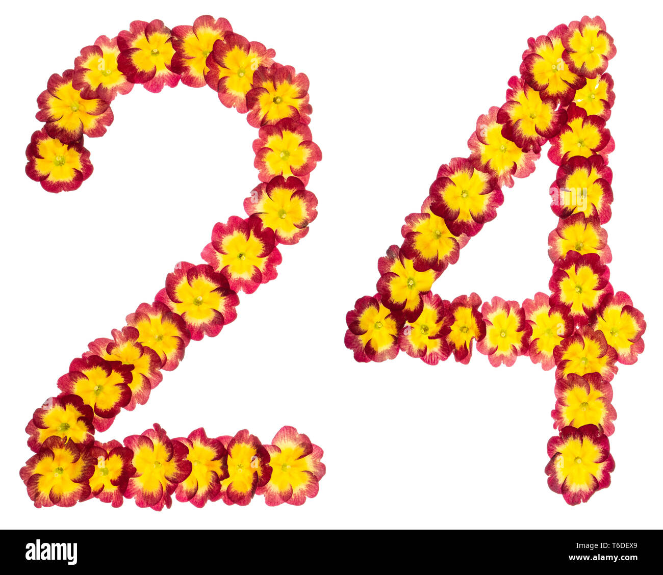 Numeral 24, twenty four, from natural flowers of primula, isolated on ...