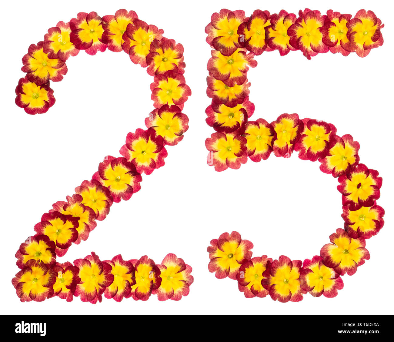 Numeral 25, twenty five, from natural flowers of primula, isolated on ...