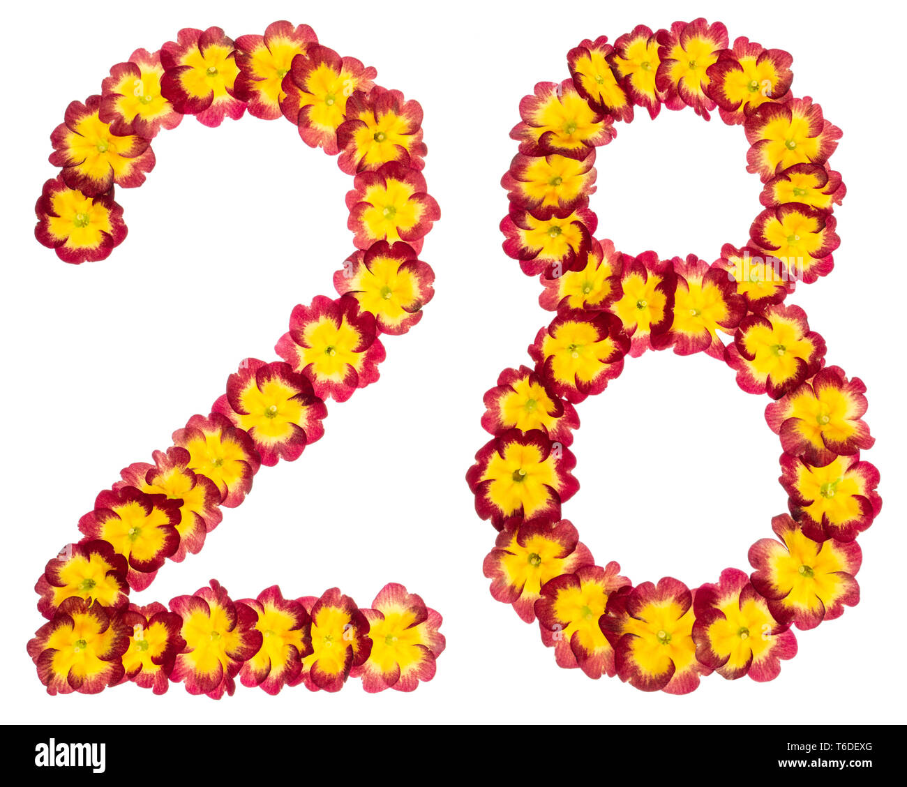 Numeral 28, twenty eight, from natural flowers of primula, isolated on ...