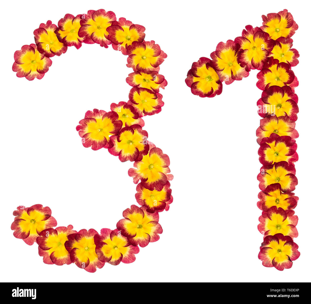 Numeral 31, thirty one, from natural flowers of primula, isolated on ...