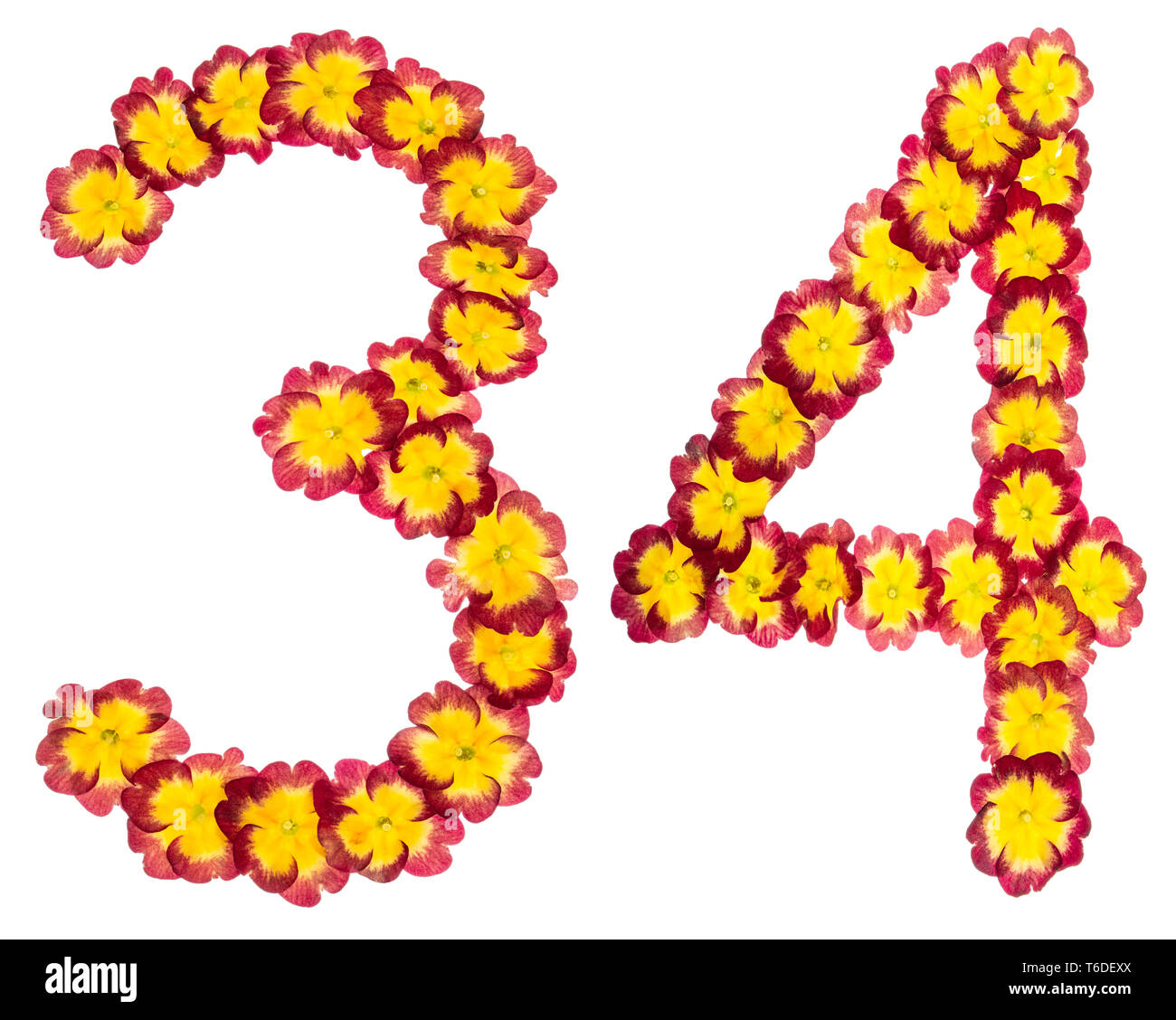 Numeral 34, thirty four, from natural flowers of primula, isolated on ...