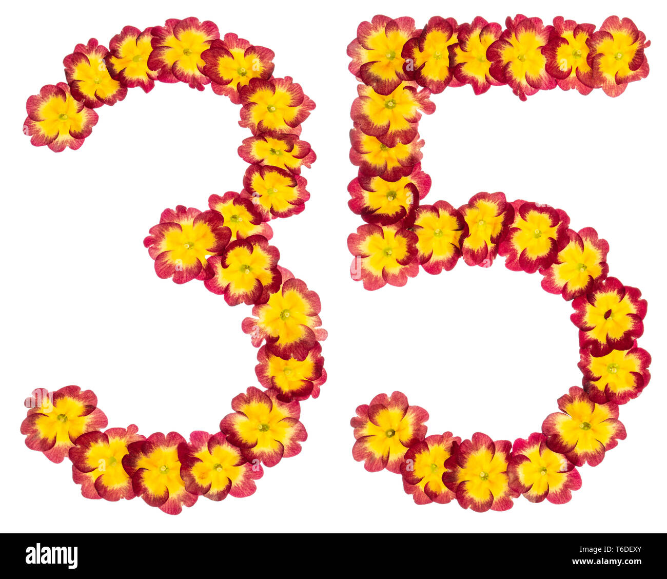 Numeral 35, thirty five, from natural flowers of primula, isolated on ...
