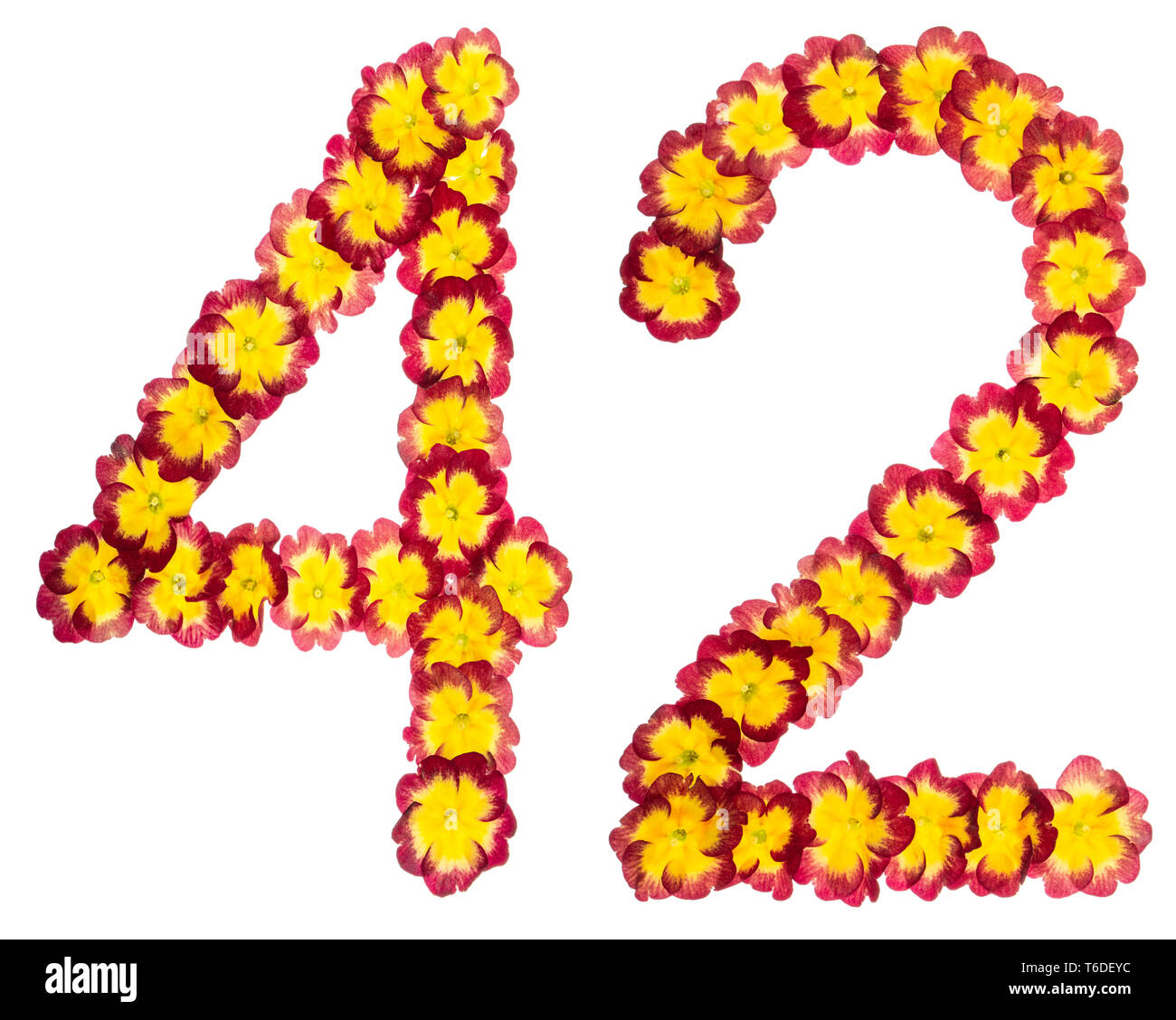 Numeral 42, forty two, from natural flowers of primula, isolated on ...