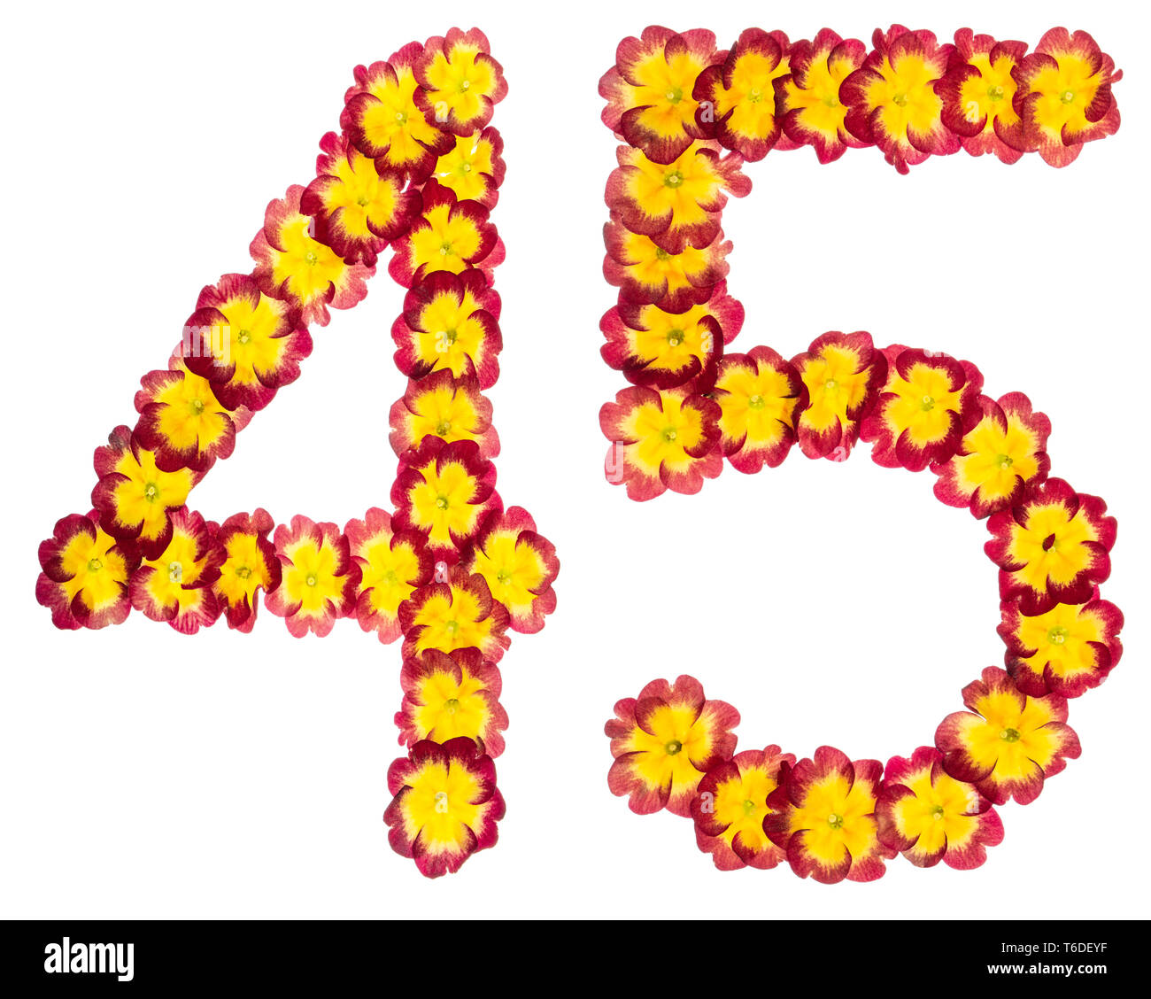 Numeral 45, forty five, from natural flowers of primula, isolated on ...