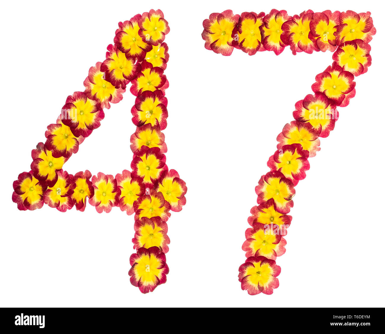 Numeral 47, forty seven, from natural flowers of primula, isolated on ...