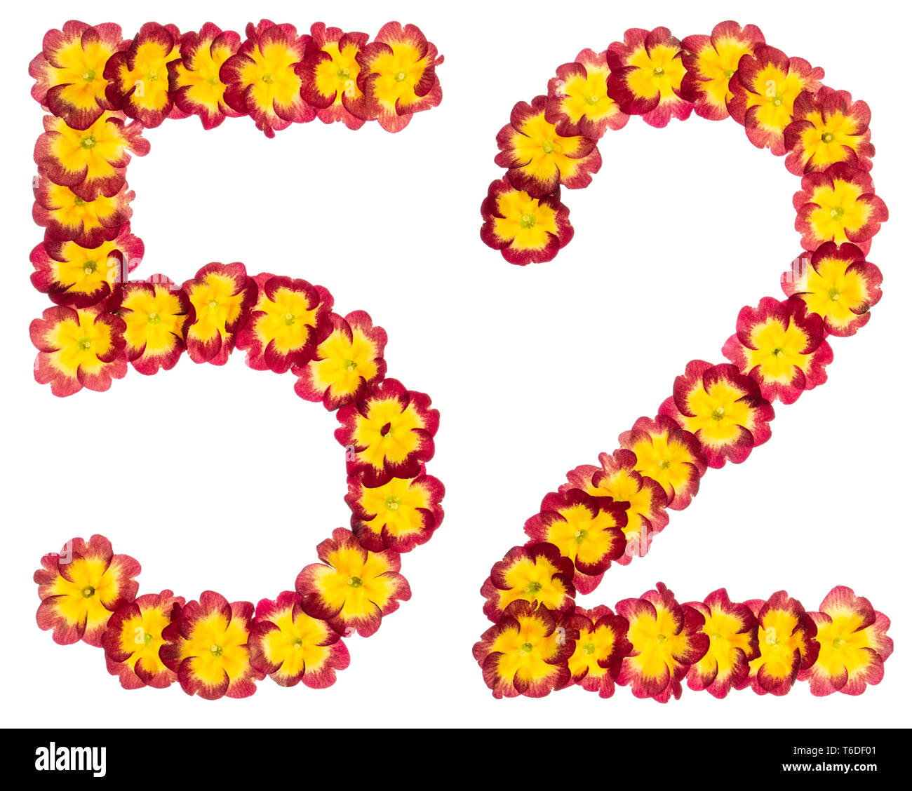 Numeral 52, fifty two, from natural flowers of primula, isolated on ...
