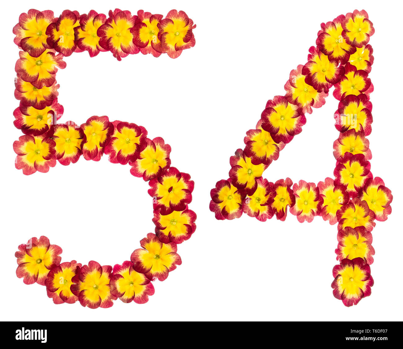 Numeral 54, fifty four, from natural flowers of primula, isolated on ...