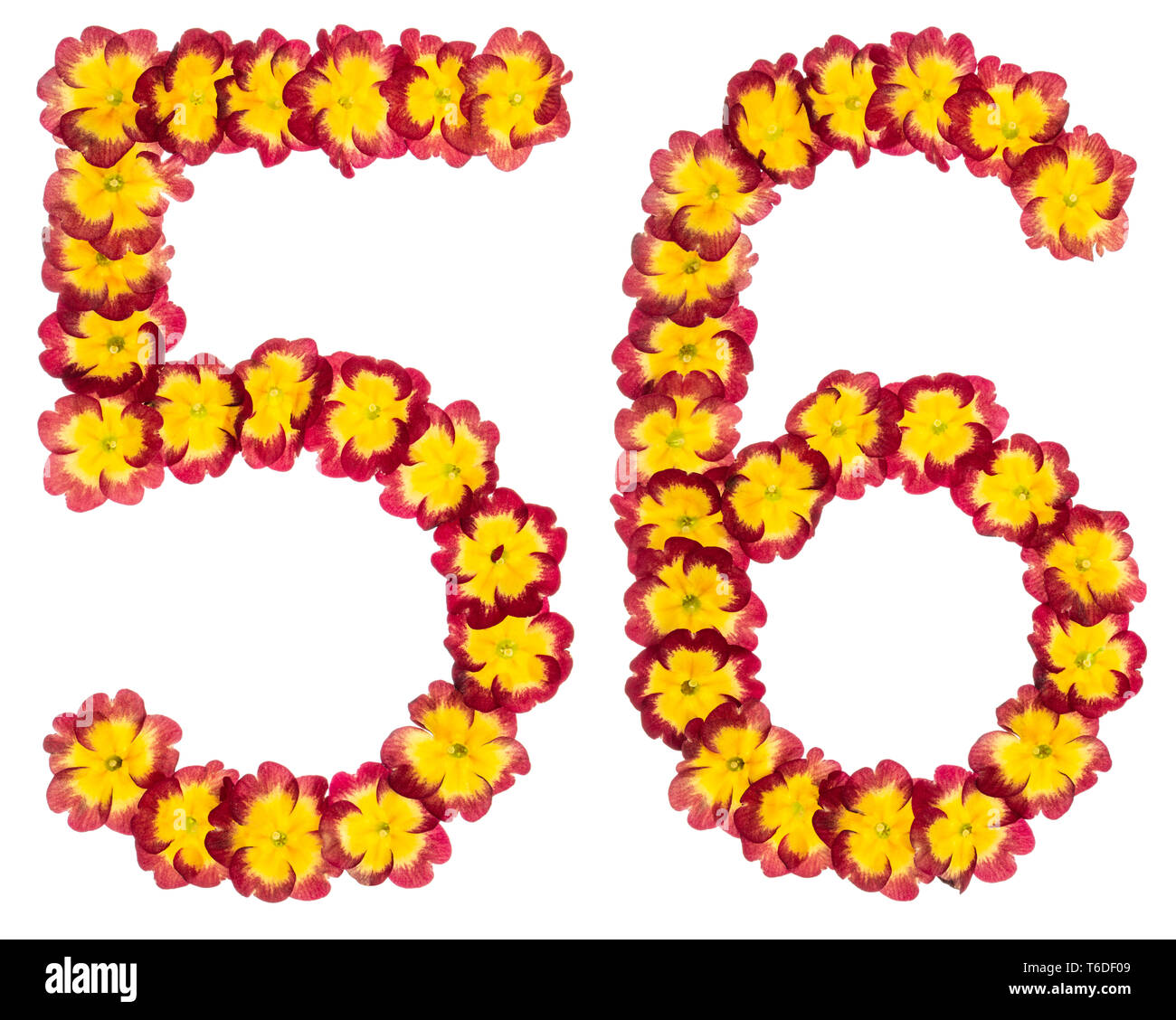 Numeral 56, fifty six, from natural flowers of primula, isolated on ...
