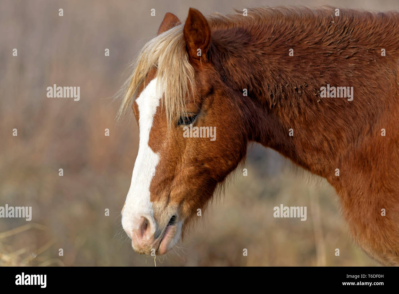 Irish cob horse head hi-res stock photography and images - Alamy