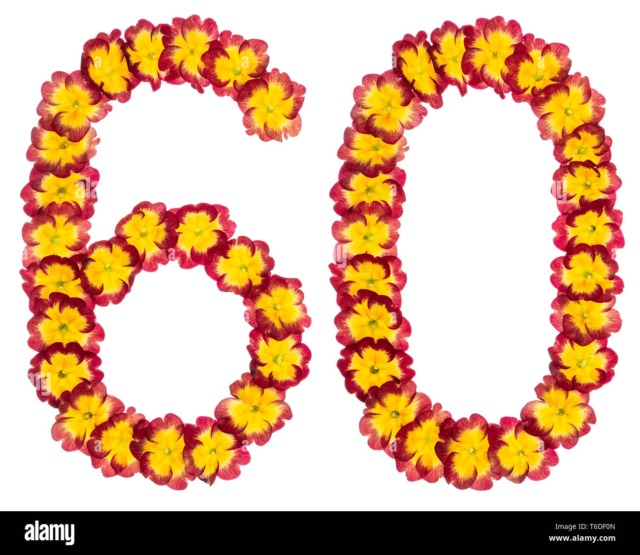 Numeral 60, sixty, from natural flowers of primula, isolated on white ...