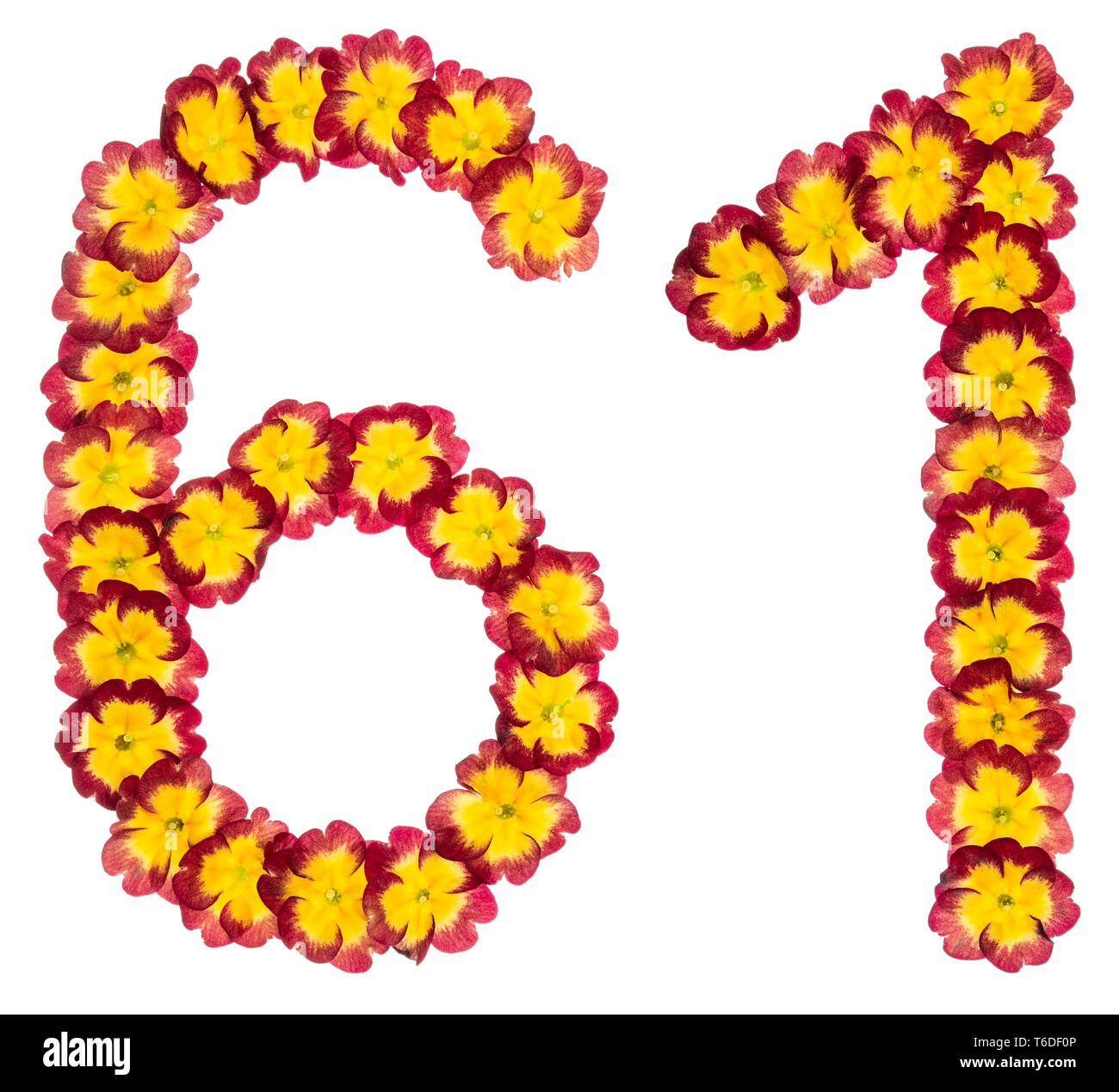 Numeral 61, sixty one, from natural flowers of primula, isolated on ...