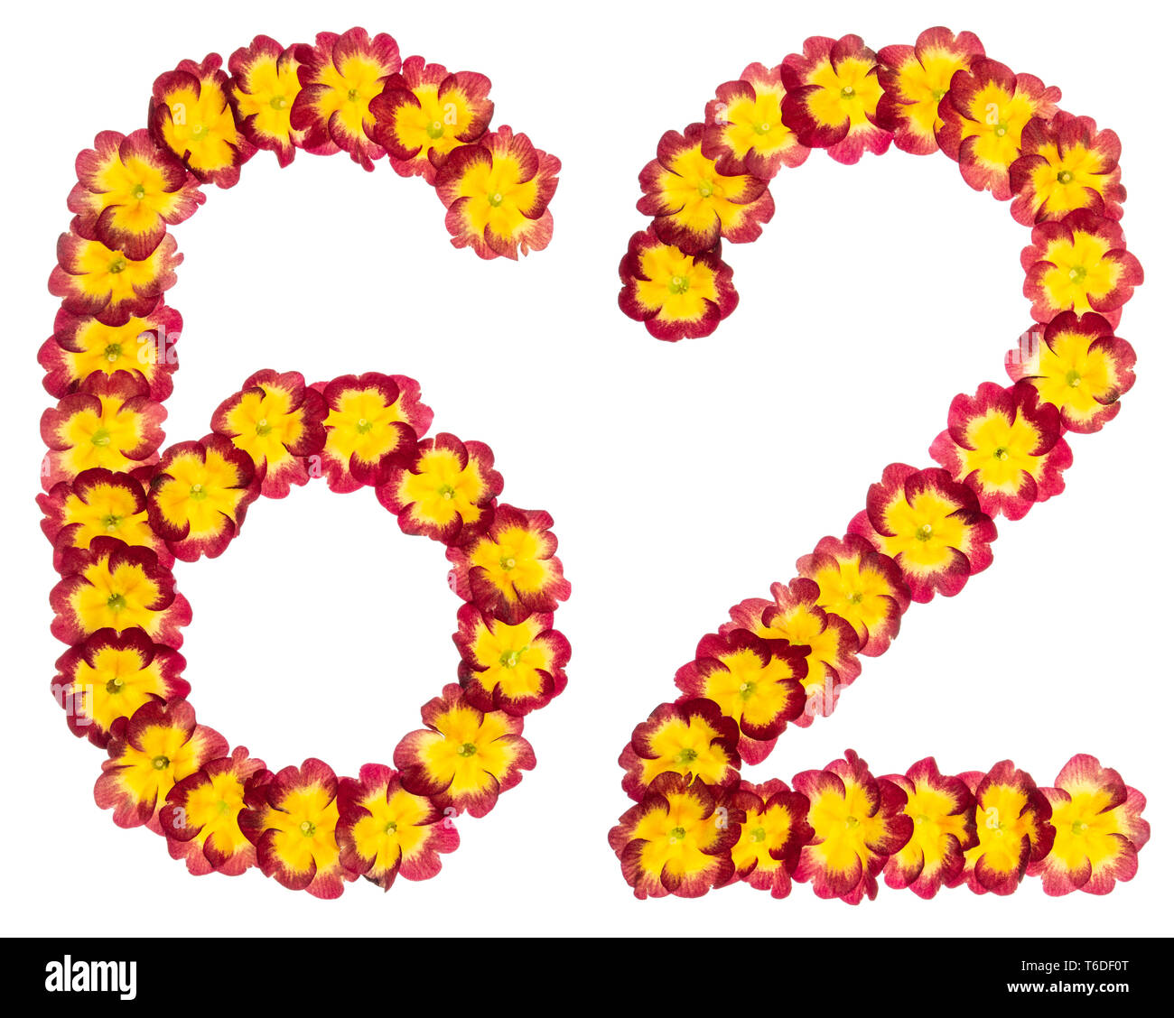Numeral 62, sixty two, from natural flowers of primula, isolated on ...