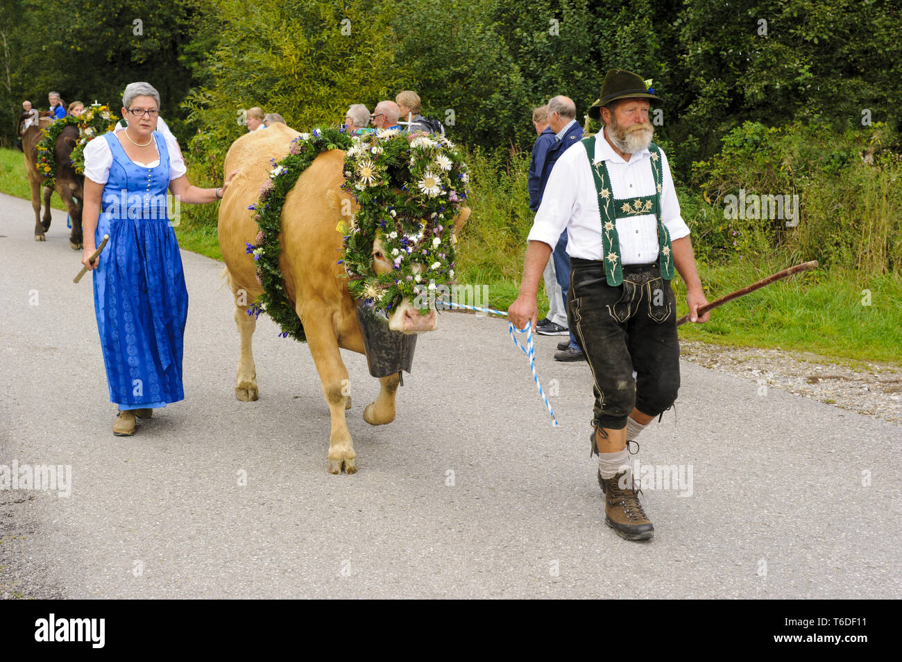 Traditional and annual driving down a herd of cows with shepherds in ...