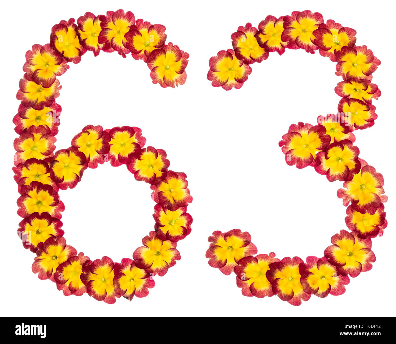 Numeral 63, sixty three, from natural flowers of primula, isolated on ...