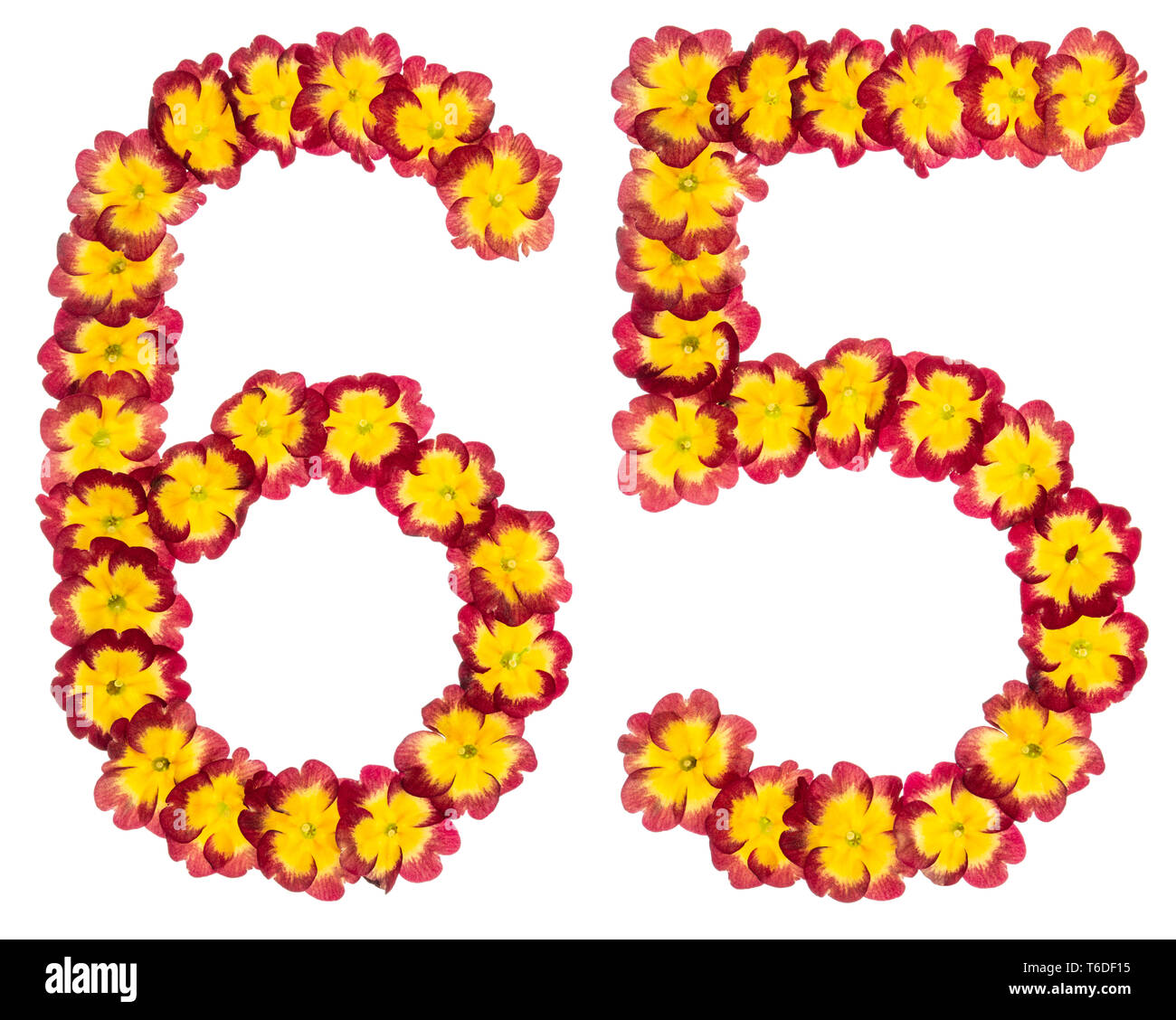 Numeral 65, sixty five, from natural flowers of primula, isolated on ...