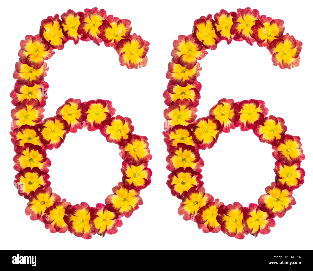 Numeral 66, sixty six, from natural flowers of primula, isolated on ...