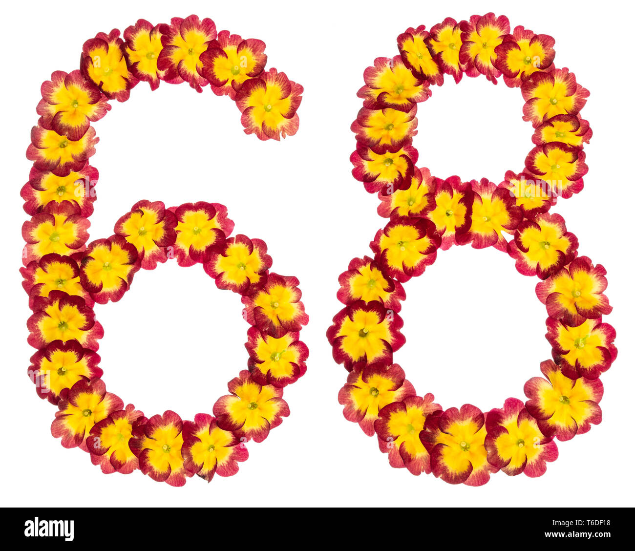 Numeral 68, sixty eight, from natural flowers of primula, isolated on ...