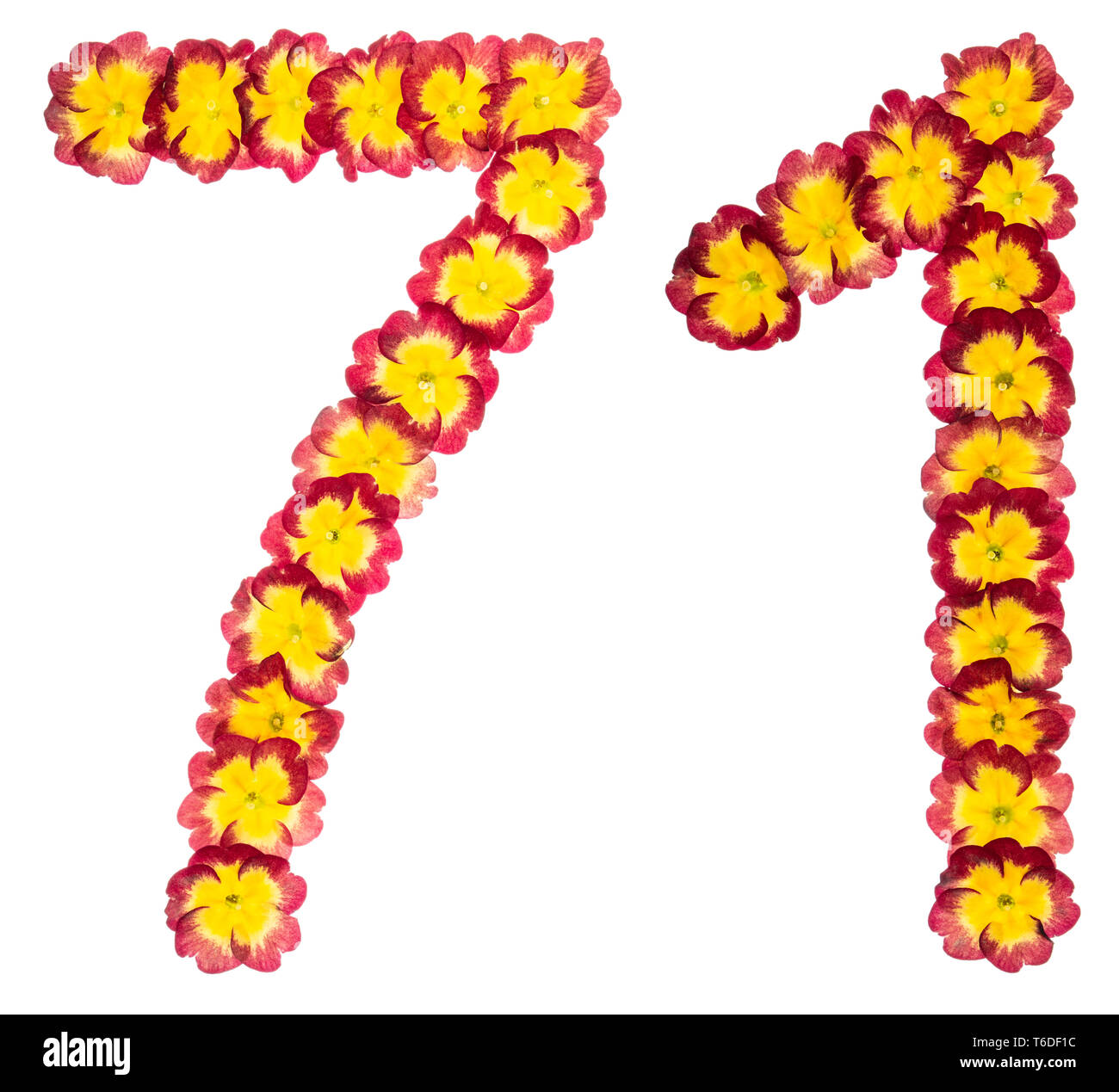 Numeral 71, seventy one, from natural flowers of primula, isolated on ...