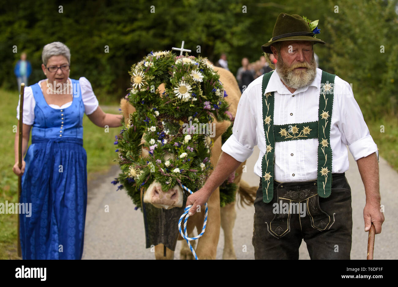 Traditional and annual driving down a herd of cows with shepherds in ...