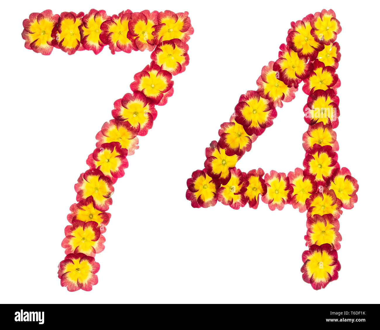 Numeral 74, seventy four, from natural flowers of primula, isolated on ...