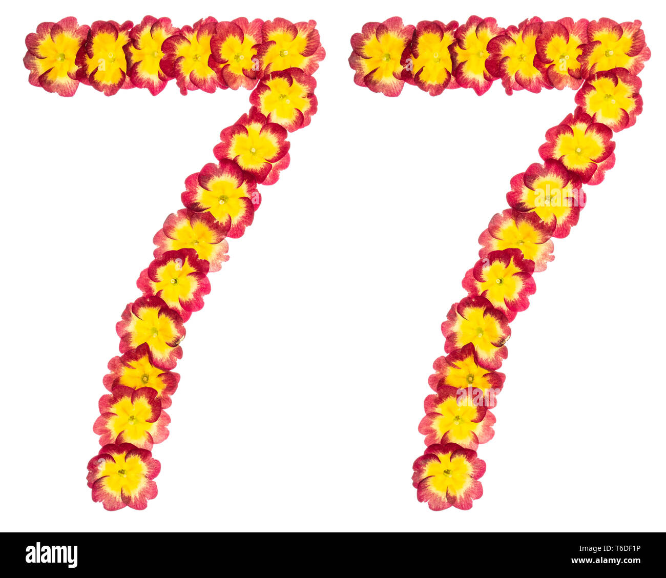 Numeral 77, seventy seven, from natural flowers of primula, isolated on ...