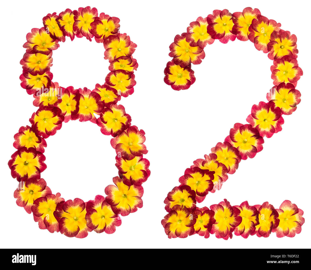Numeral 82, eighty two, from natural flowers of primula, isolated on ...