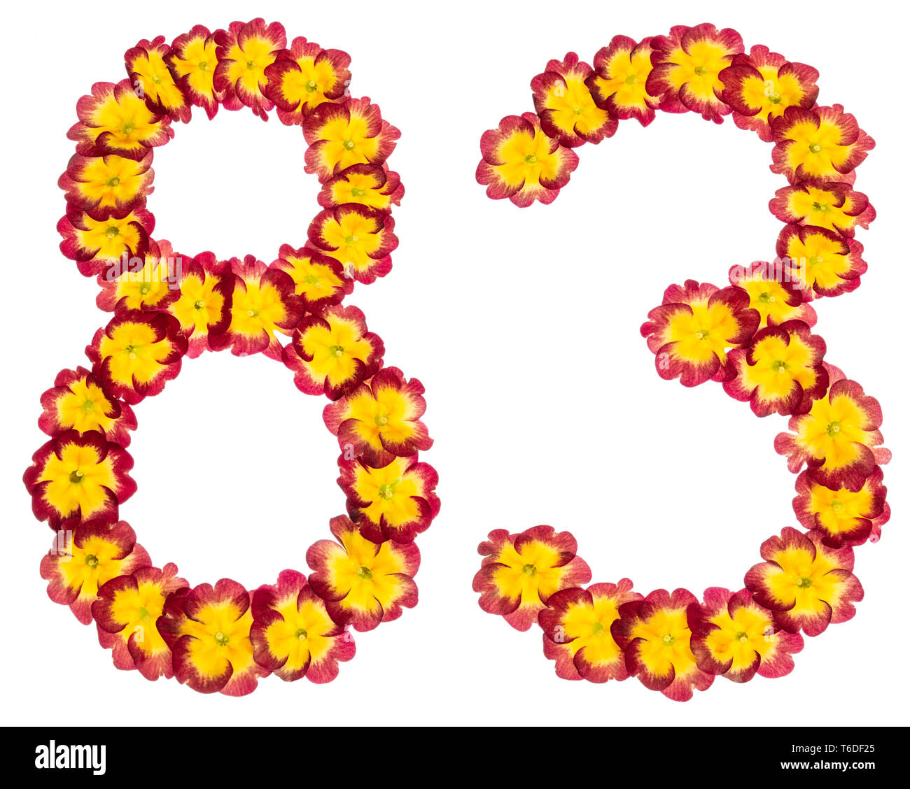Numeral 83, eighty three, from natural flowers of primula, isolated on ...