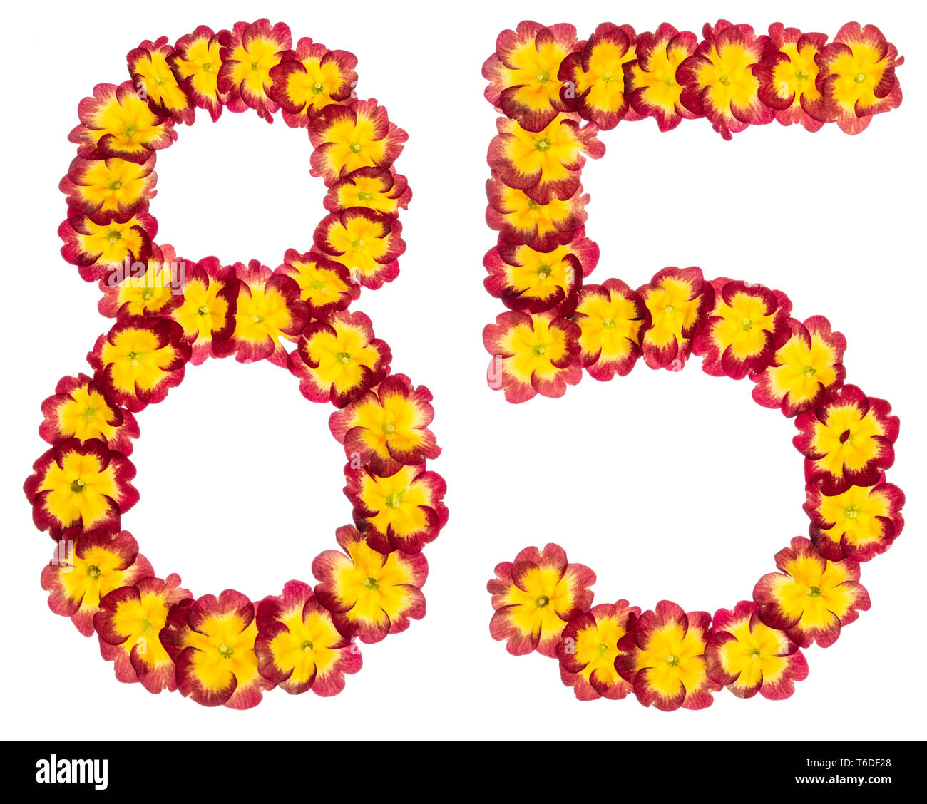Numeral 85, eighty five, from natural flowers of primula, isolated on ...