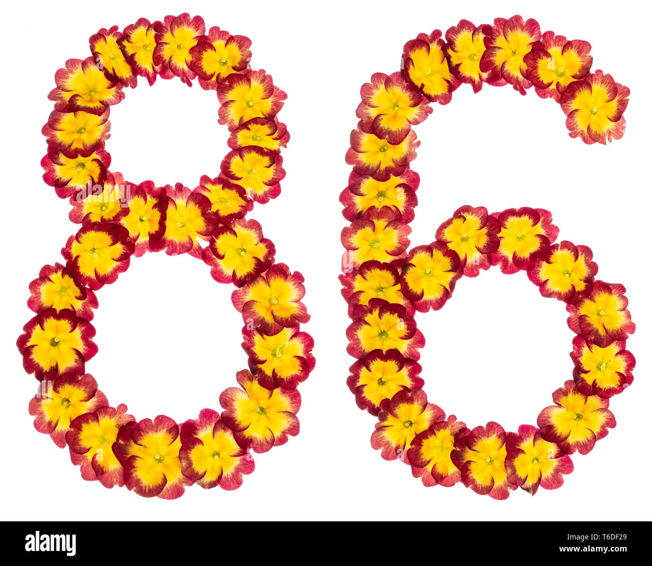 Numeral 86, eighty six, from natural flowers of primula, isolated on ...