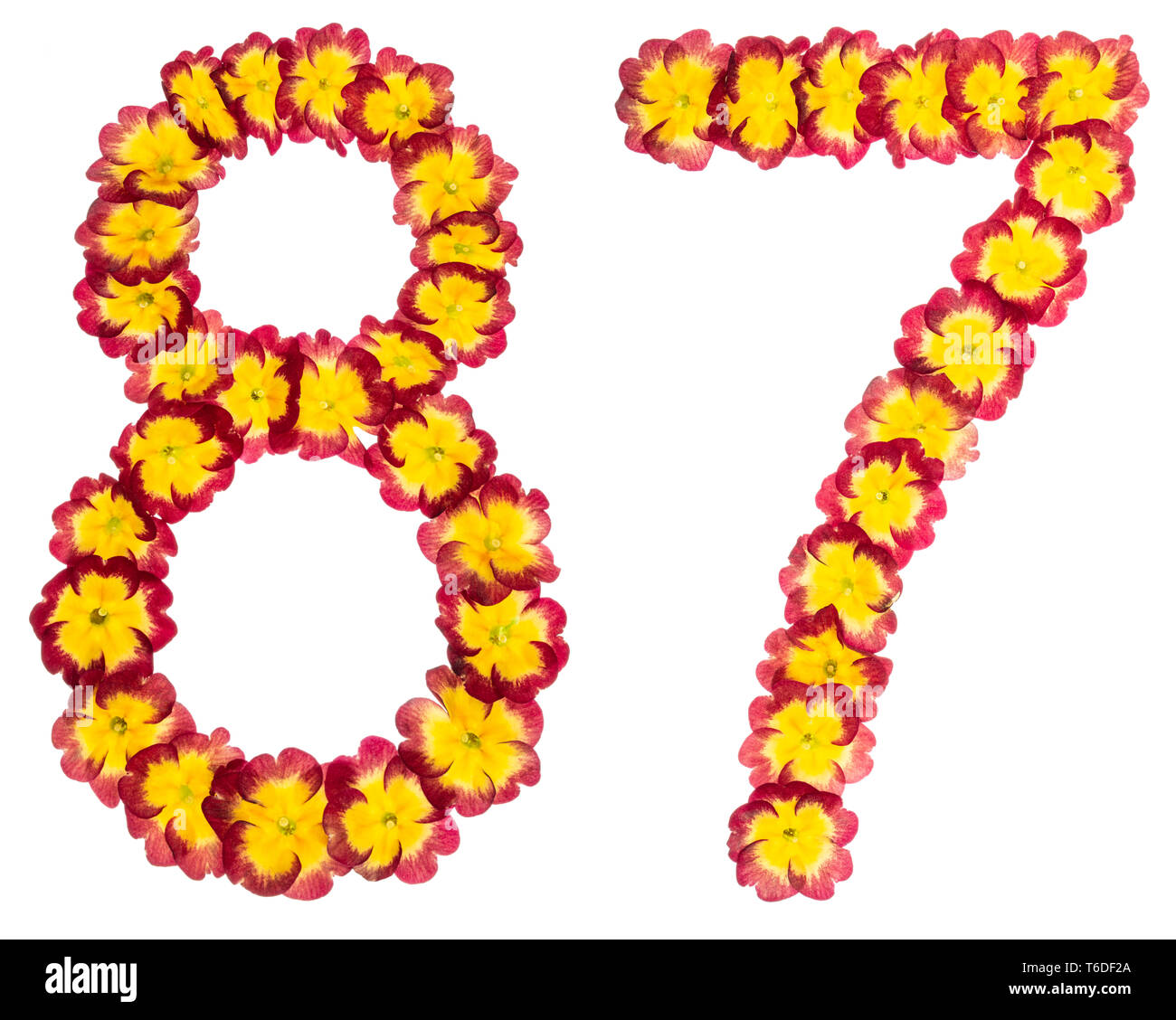 Numeral 87, eighty seven, from natural flowers of primula, isolated on ...