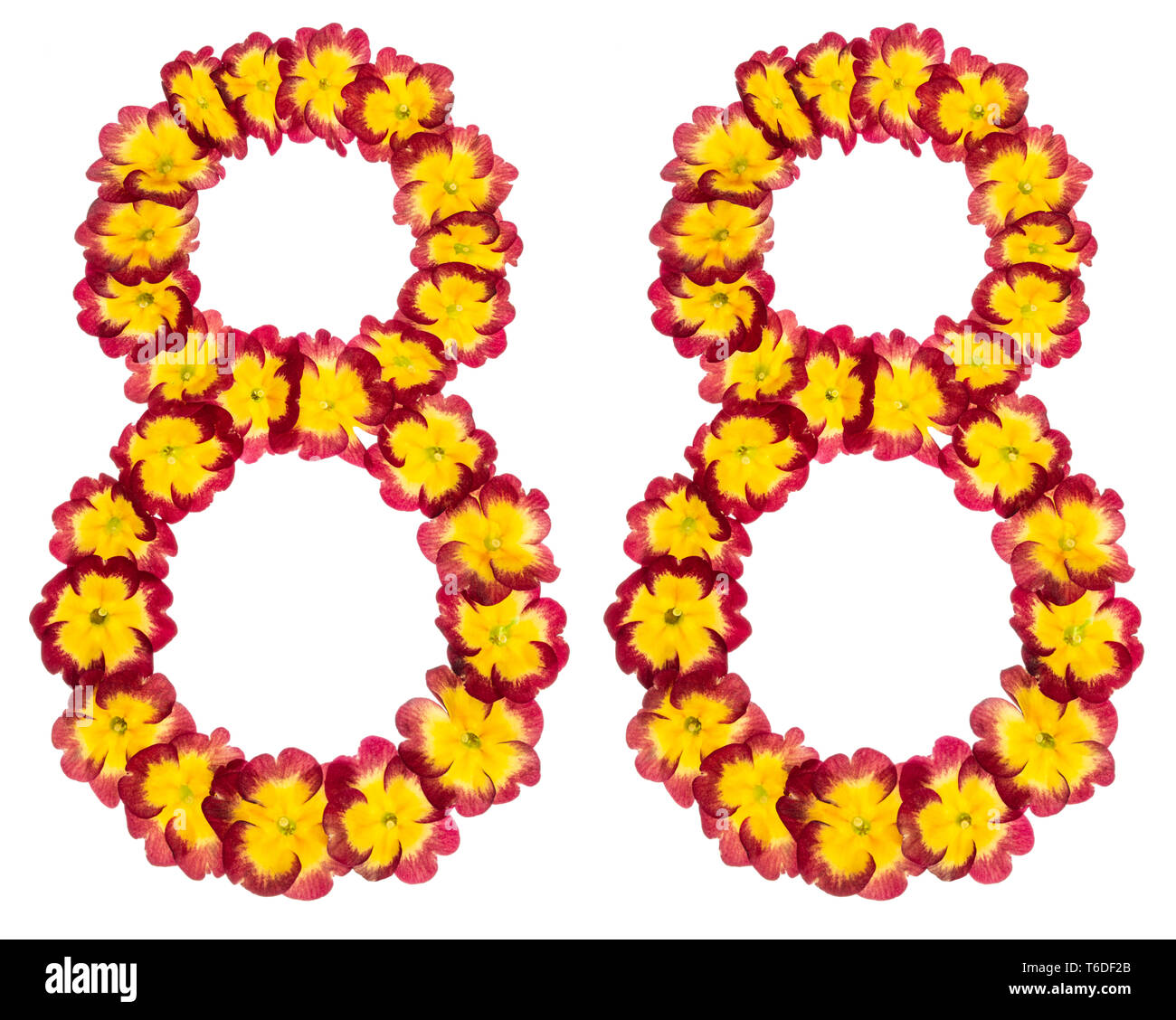 Numeral 88, eighty eight, from natural flowers of primula, isolated on ...